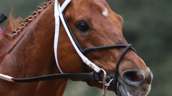 Gun Runner | America's Best Racing