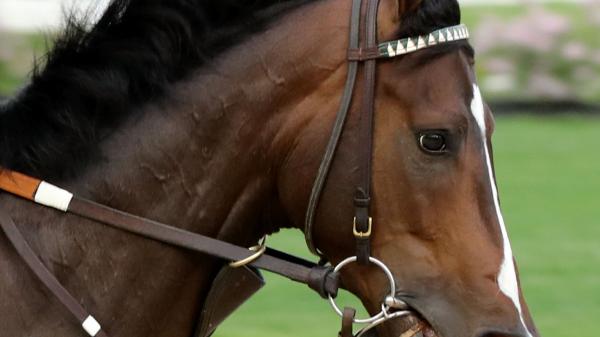 Happy Jack | America's Best Racing