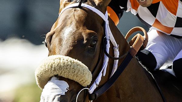 Intrepido | America's Best Racing