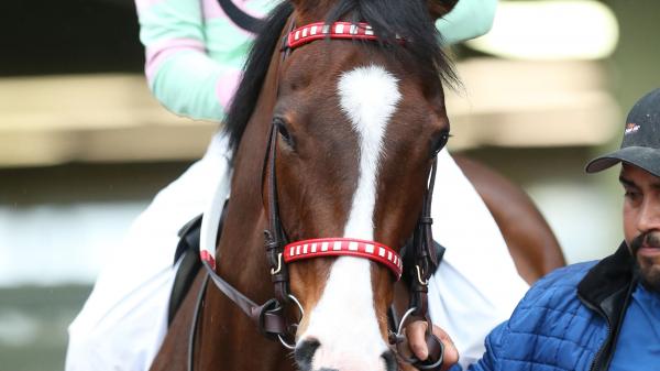 Kimari | America's Best Racing