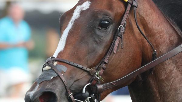 Kitodan | America's Best Racing