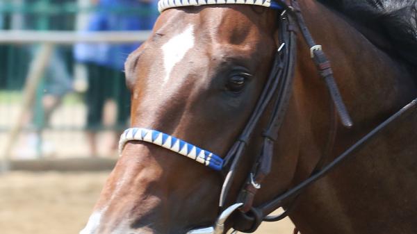 Lucky Boss | America's Best Racing