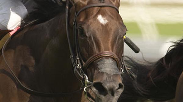 Lady Grace | America's Best Racing