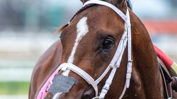 Lord Miles | America's Best Racing