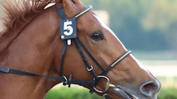 Derma Sotogake (JPN) | America's Best Racing