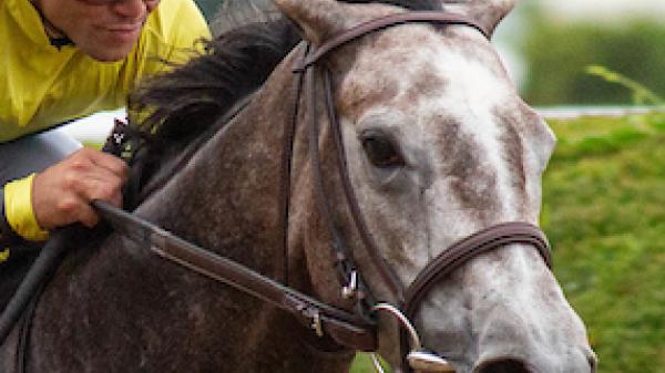 Maple Leaf Mel | America's Best Racing