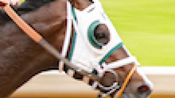 Gould's Gold | America's Best Racing