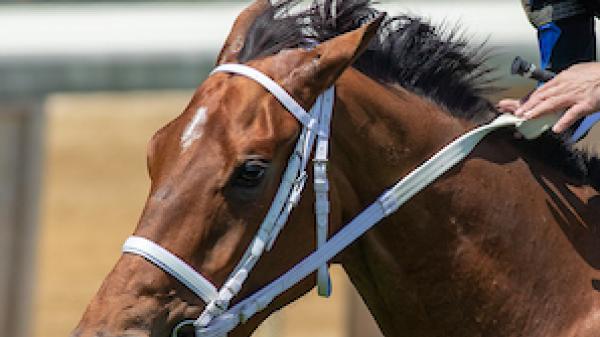 Neecie Marie | America's Best Racing