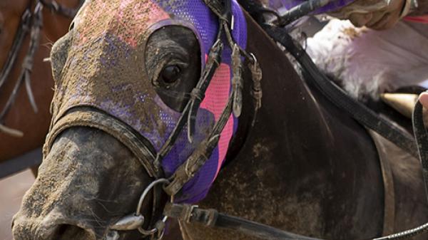 Mandarin Hero (JPN) | America's Best Racing