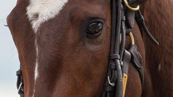 Raise Cain | America's Best Racing