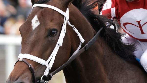 Stellify | America's Best Racing