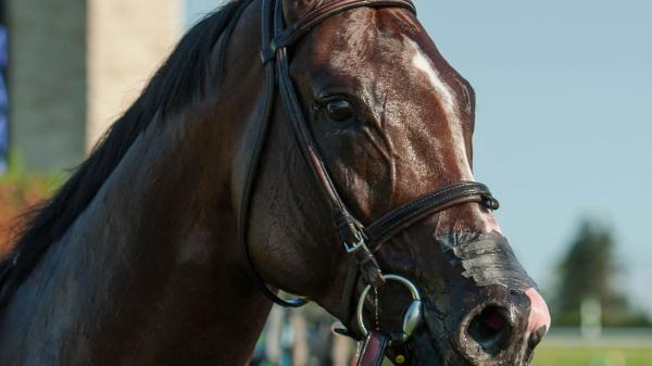 Oscar Performance | America's Best Racing