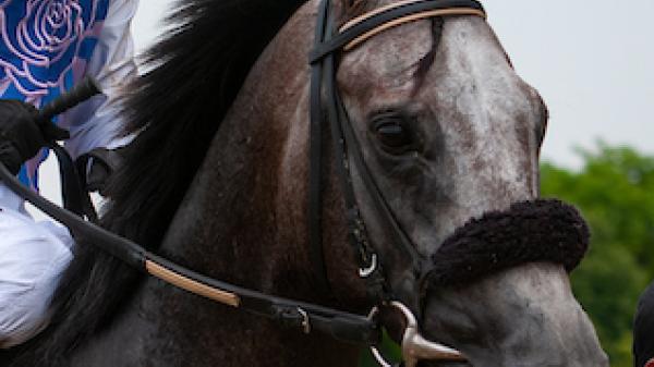 Arcangelo | America's Best Racing