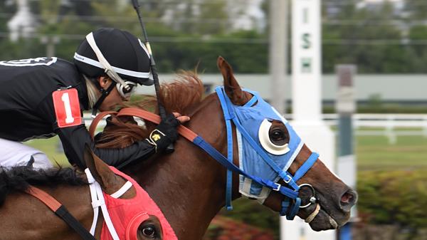 Sigiloso | America's Best Racing