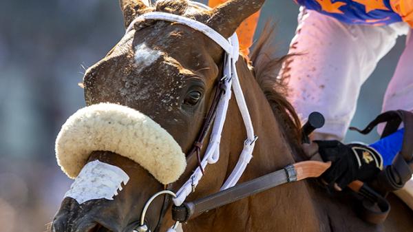 Sugar Fish | America's Best Racing