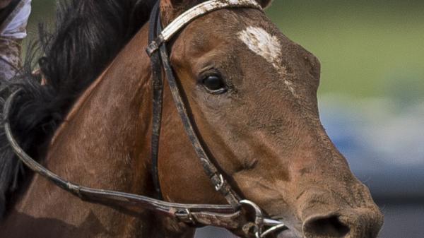 Texas Red | America's Best Racing