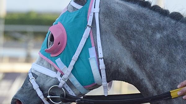 Tusk | America's Best Racing