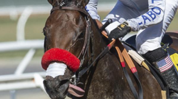 Two Thirty Five | America's Best Racing