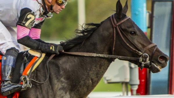 Jody's Pride | America's Best Racing