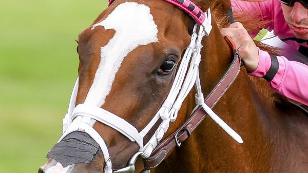 Catch a Glimpse | America's Best Racing