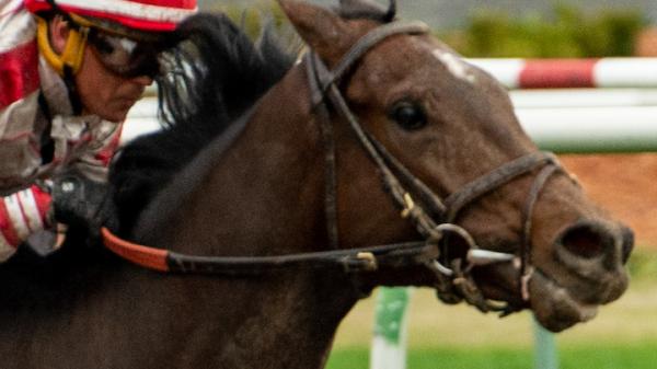 Cagliostro | America's Best Racing