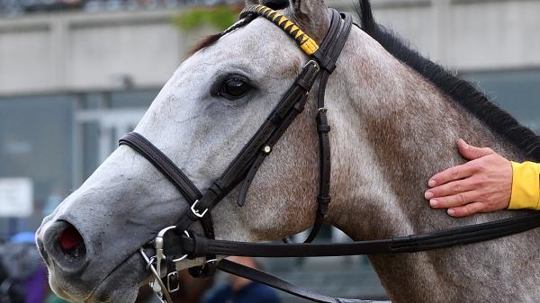 Chardy Party (IRE) | America's Best Racing