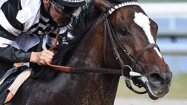 Chief Wallabee | America's Best Racing