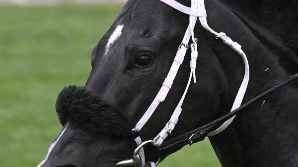 Dancing Buck | America's Best Racing