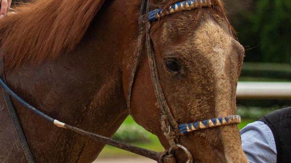 Dash Attack | America's Best Racing