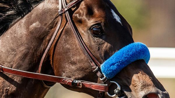 Eight Rings | America's Best Racing