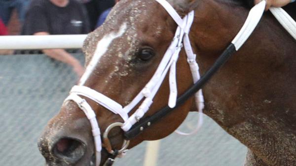 Exulting | America's Best Racing