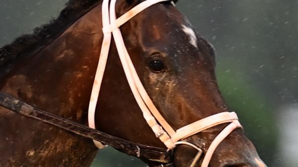 Forte | America's Best Racing