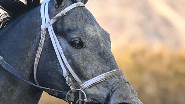 Hit Show | America's Best Racing