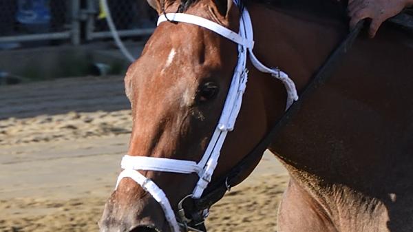 Miss Interpret | America's Best Racing