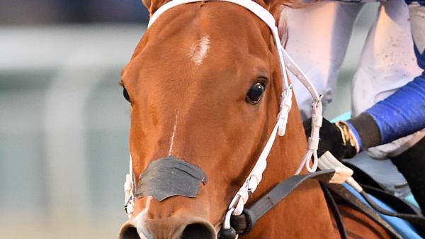 Morello | America's Best Racing