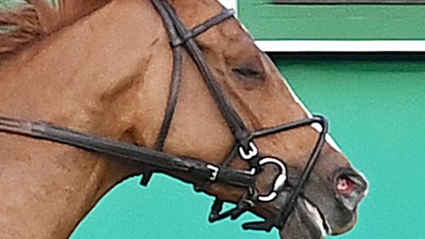 Neat | America's Best Racing