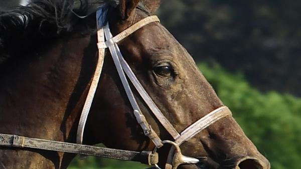 Nutella Fella | America's Best Racing