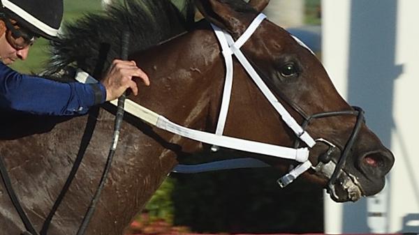 Sole Volante | America's Best Racing