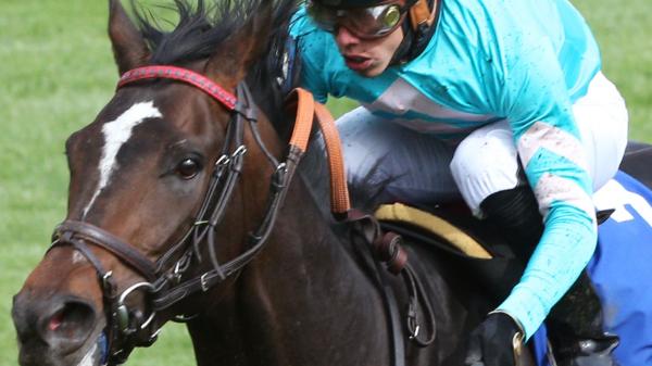 Sy Dog | America's Best Racing