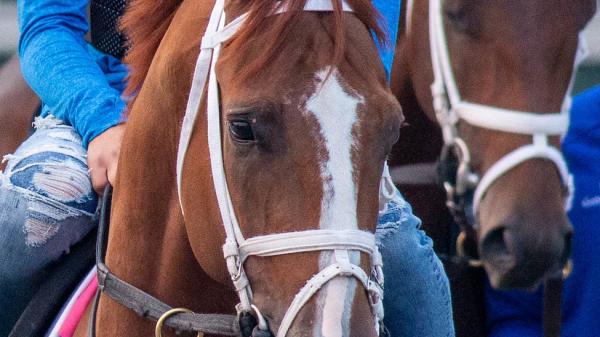 Tapit Shoes | America's Best Racing