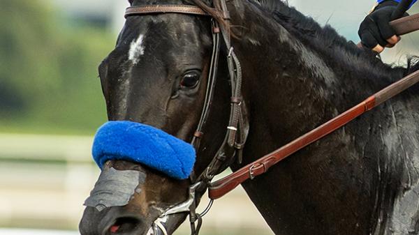 Watchtower | America's Best Racing