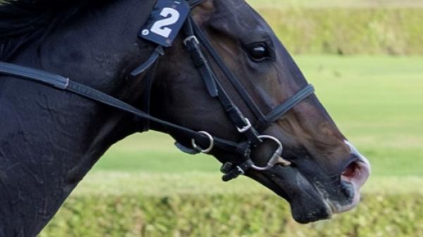Wonder Dean (JPN) | America's Best Racing