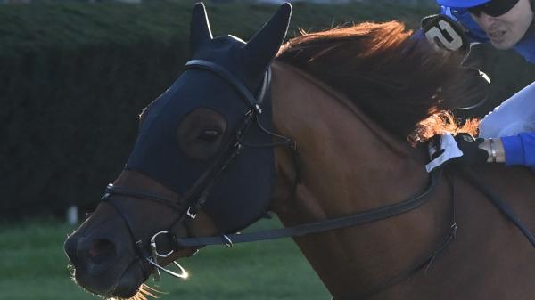 Yibir (GB) | America's Best Racing