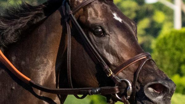 Goodnight Olive | America's Best Racing