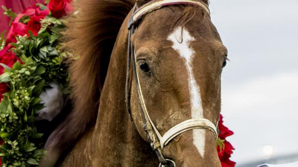 Rich Strike | America's Best Racing