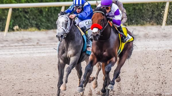 2016 Xpressbet.com Florida Derby | America's Best Racing