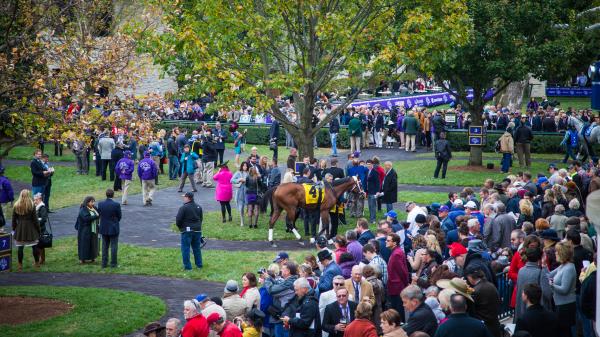 Racing 101: What to Expect at the Racetrack | America's Best Racing