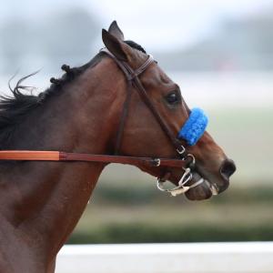 Zedan Racing Stables, Inc. | America's Best Racing