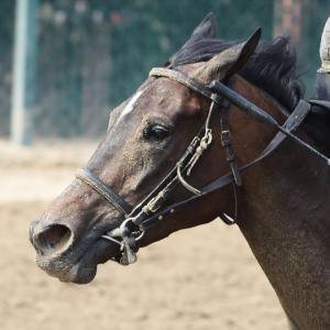 Joseph Rocco, Jr. | America's Best Racing