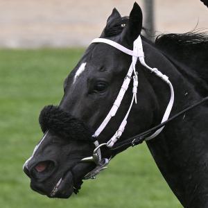 Michelle Nevin | America's Best Racing